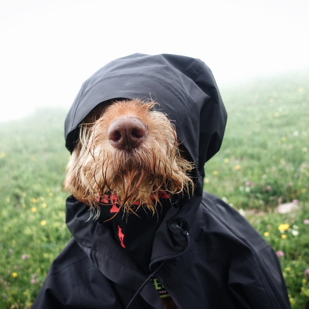 How Can Colloidal Silver Support Dogs During the Cold, Wet Months ...