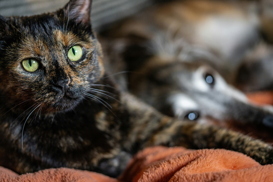 Safe Antibacterial Care for Dogs & Cats: Colloidal Silver Gel – Nature ...